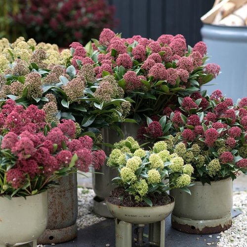 Tuinplanten - Kennes Tuinplanten - Kennes